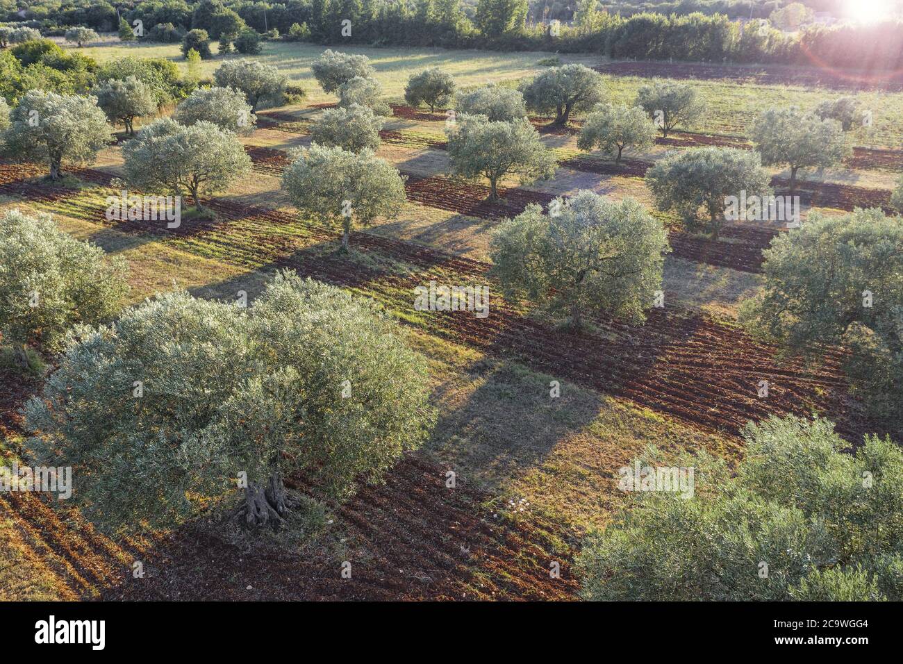 Olive tree plantation Stock Photo - Alamy