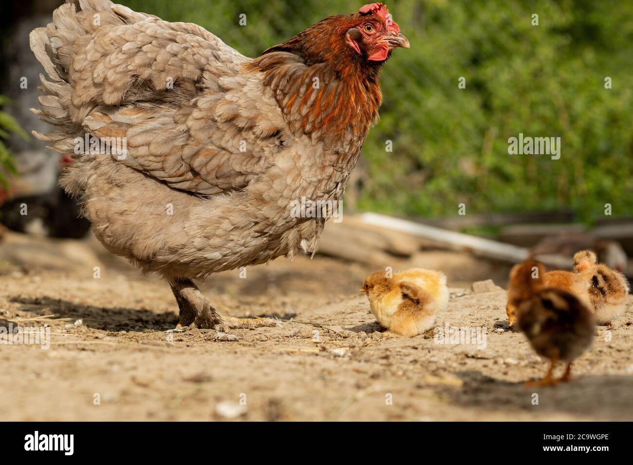 Closeup of a mother chicken with its baby chicks on the farm. Hen with ...