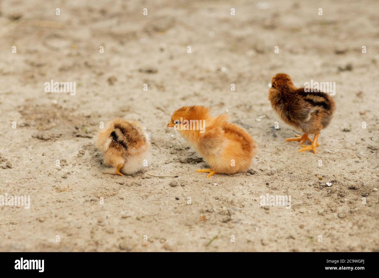 Beautiful a group of chickens are standing together Stock Photo - Alamy