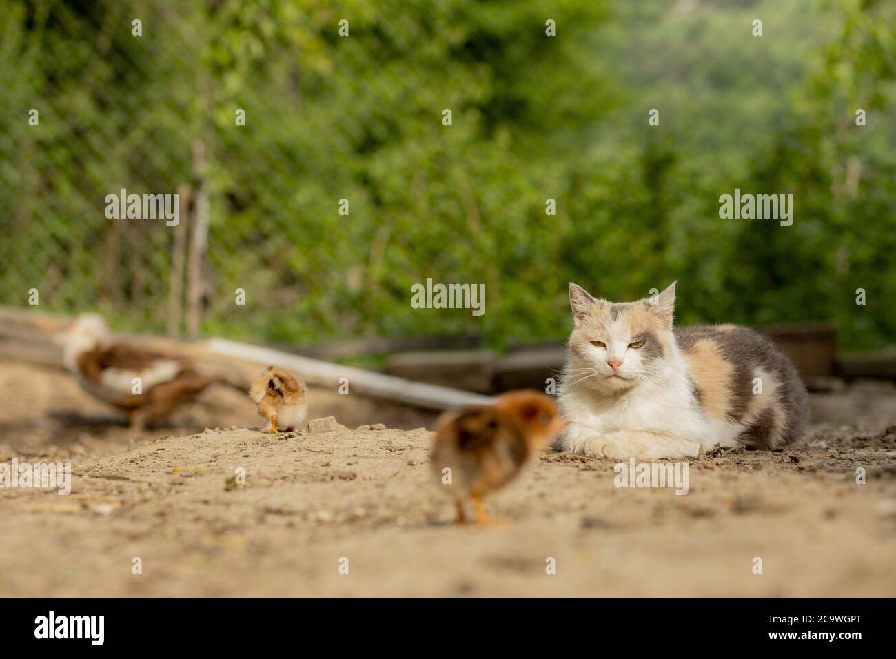 Yard hunts hi-res stock photography and images - Alamy