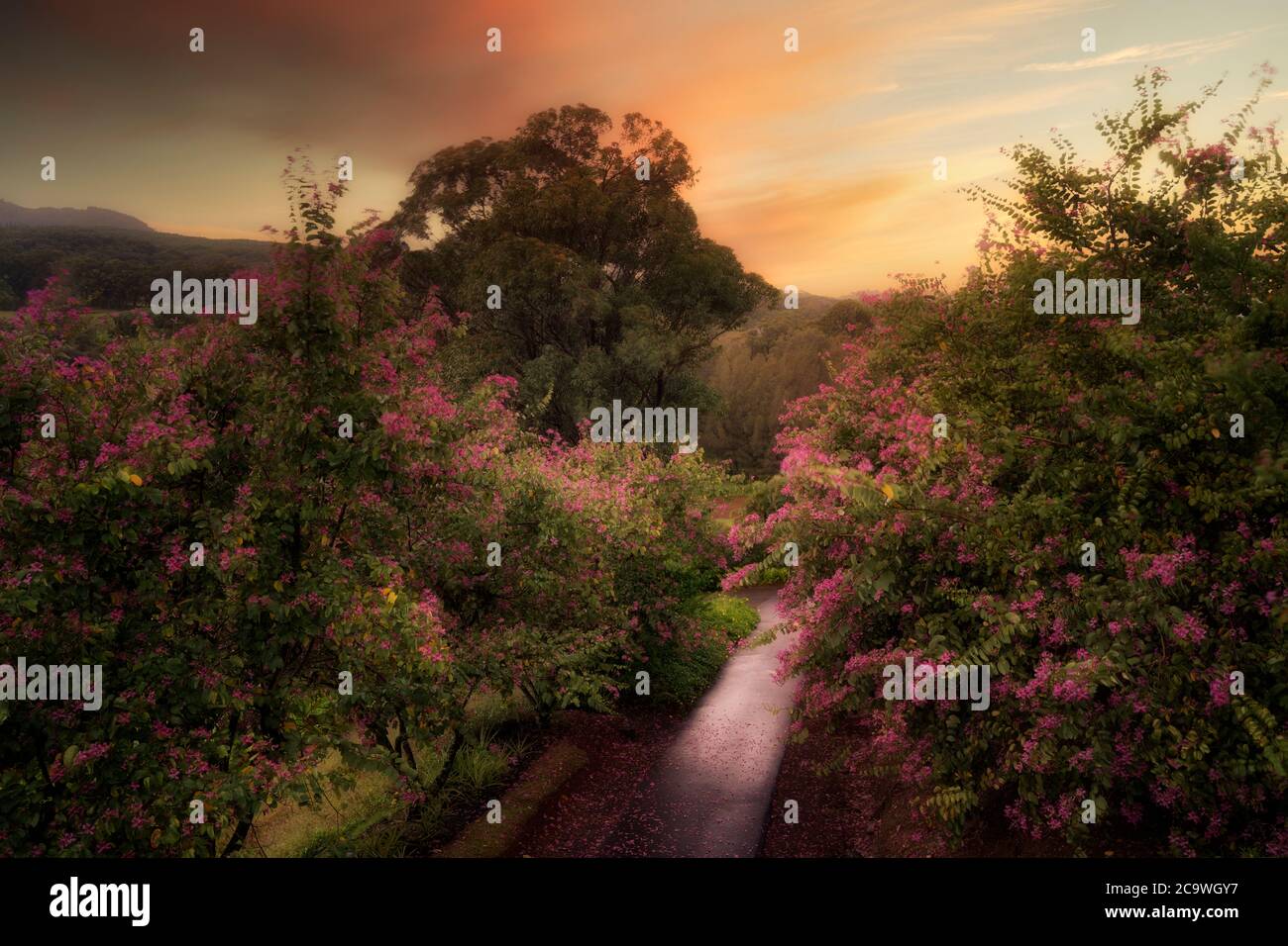 Roadway through trees in hi-res stock photography and images - Alamy
