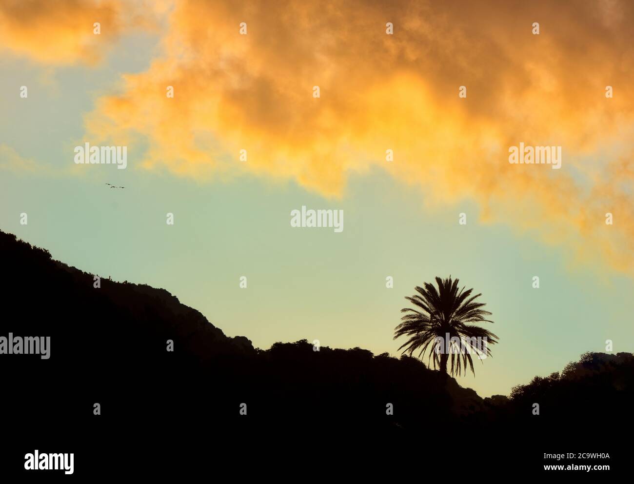 Lone palm tree with sunset clouds. Maui, Hawaii Stock Photo - Alamy