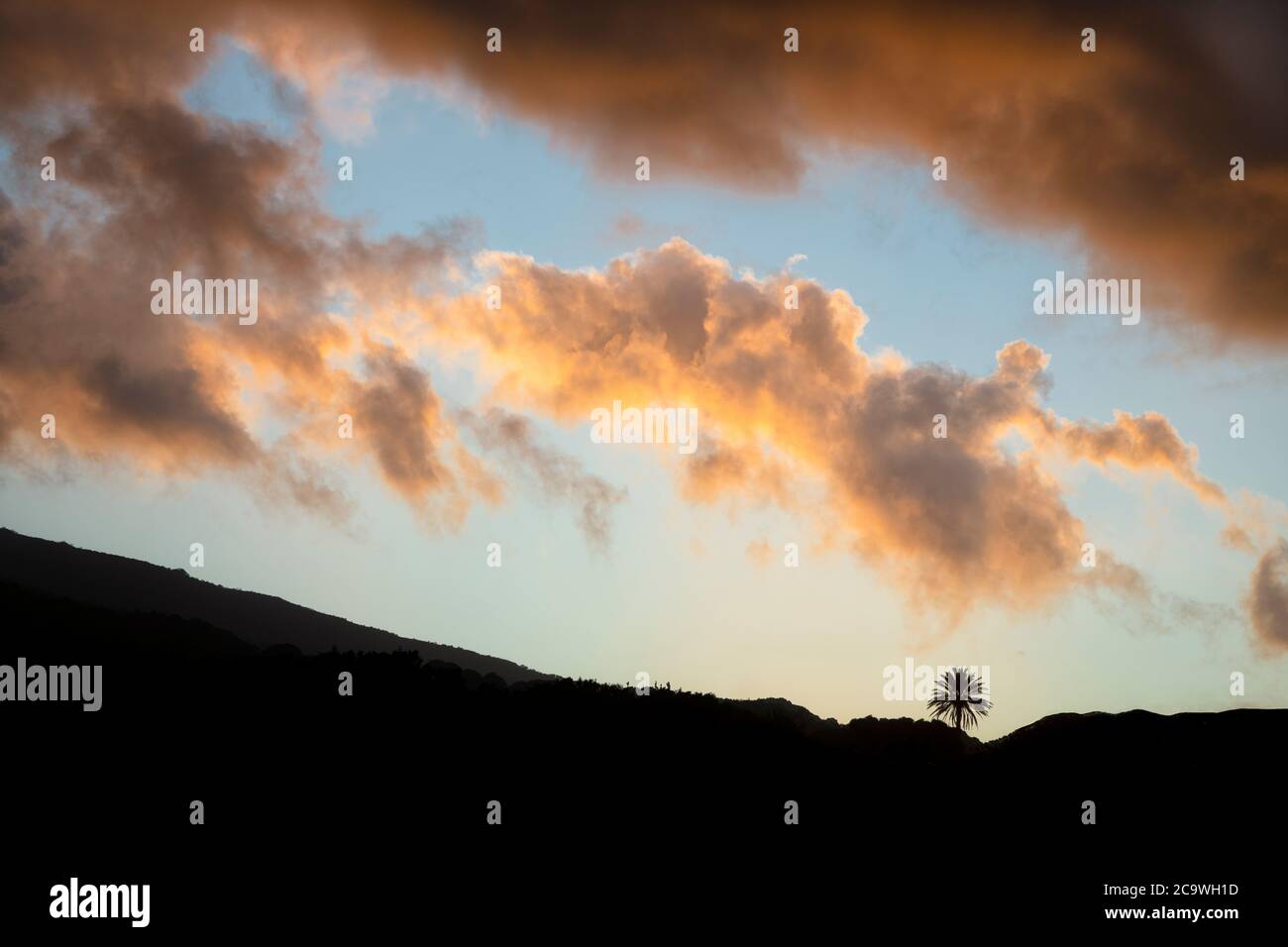 Lone palm tree with sunset clouds. Maui, Hawaii Stock Photo - Alamy