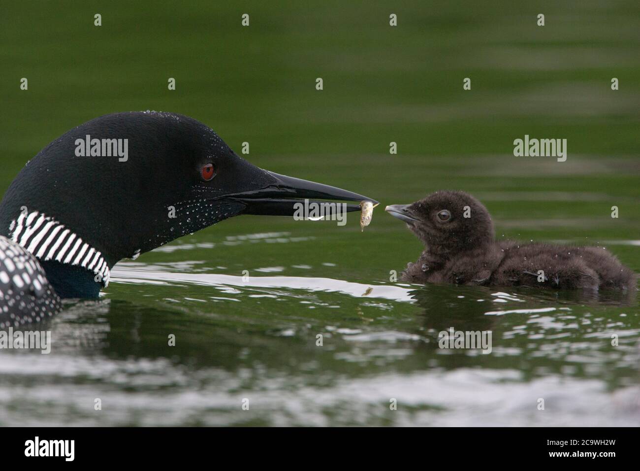 Common Loon Offering Small Fish to Young Chick Stock Photo - Alamy