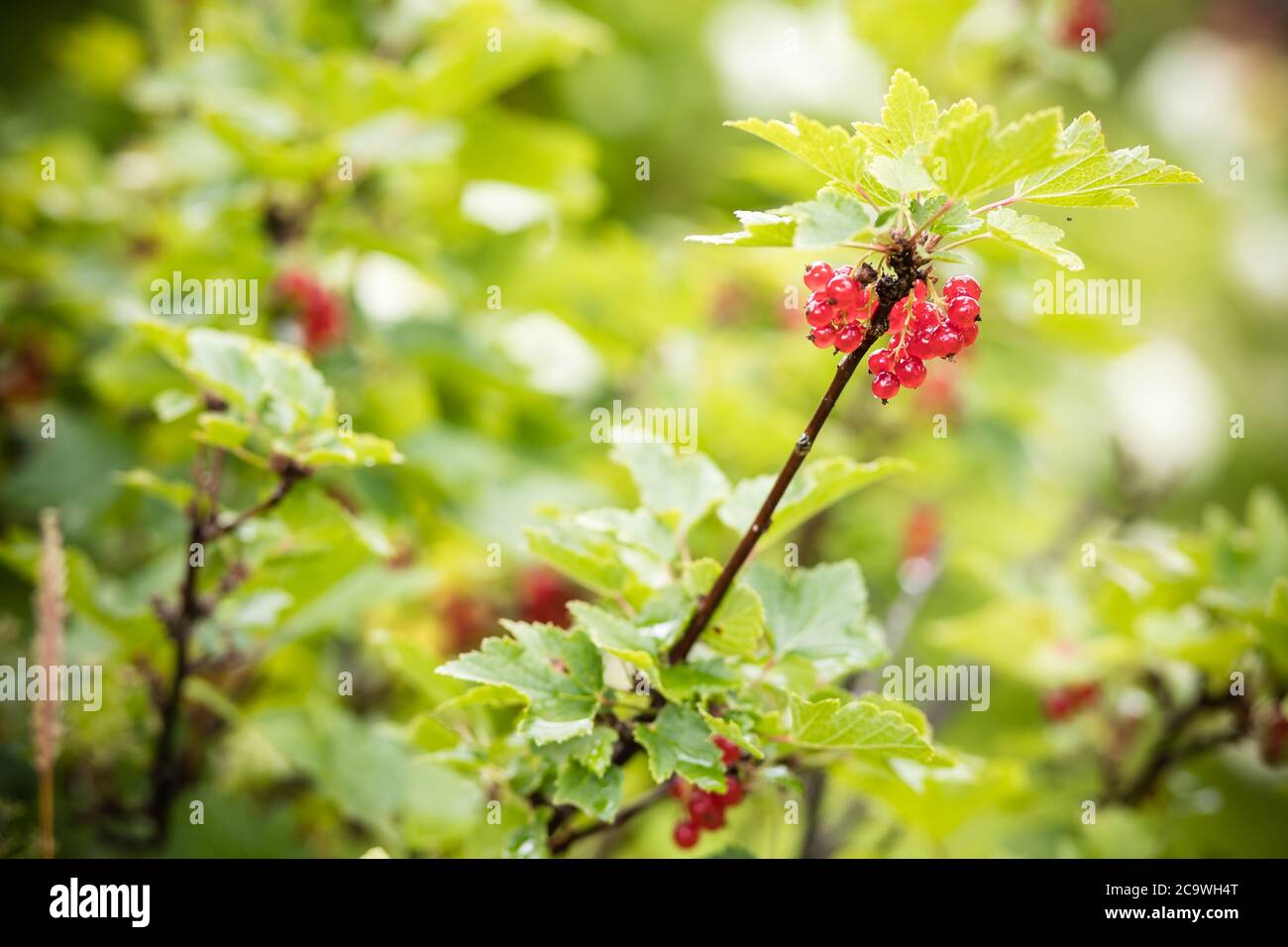 Red currant bush with ripe red berries.red currant grows on a bush in ...