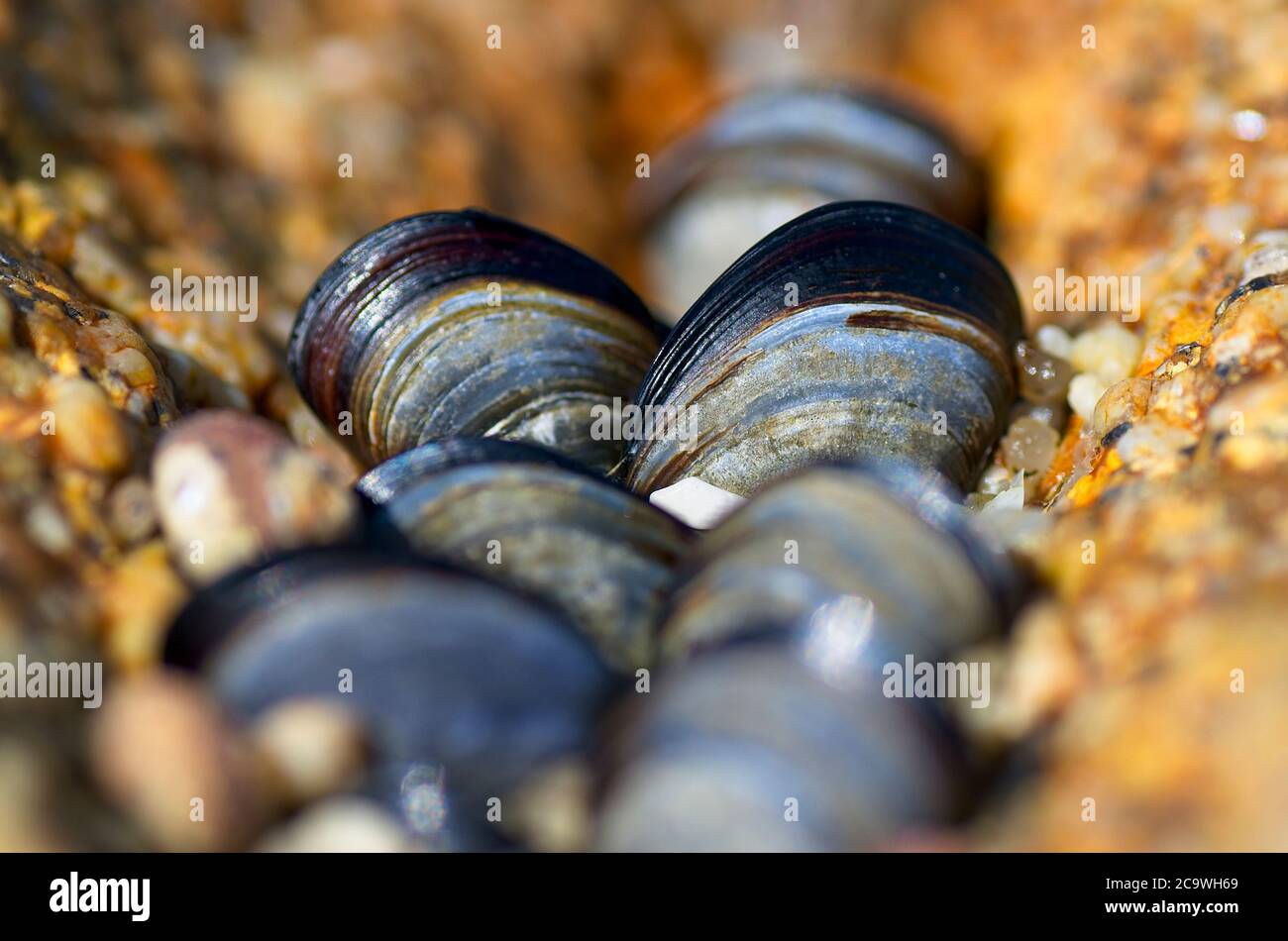 Strong focus on marine life hi-res stock photography and images - Alamy