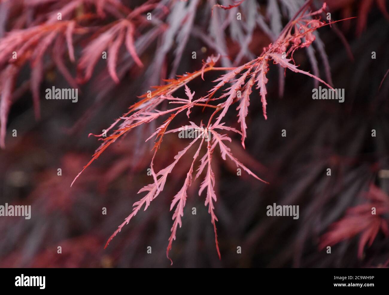 Look at the pretty leaves on a split leaf Japanese maple tree Stock ...