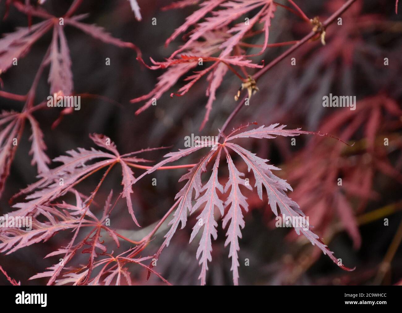 Up close look at a red split leaf Japanese maple tree Stock Photo - Alamy