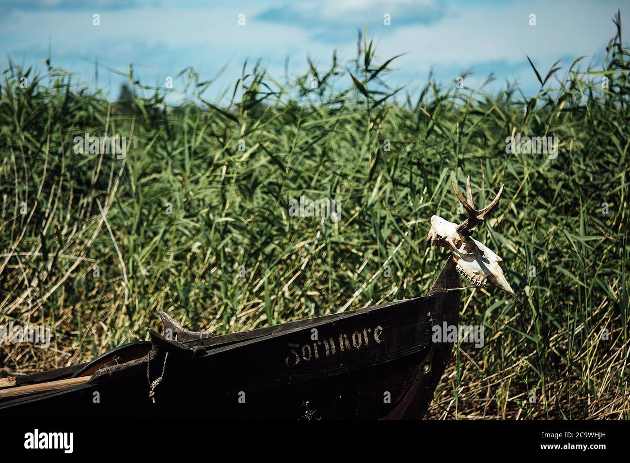 reconstruction of a Viking ship, a medieval barbarian drakkar, an old ...