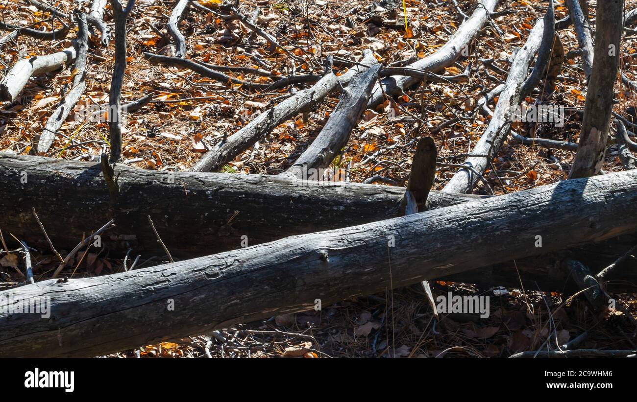 Landscape with dry logs on the ground closeup Stock Photo - Alamy