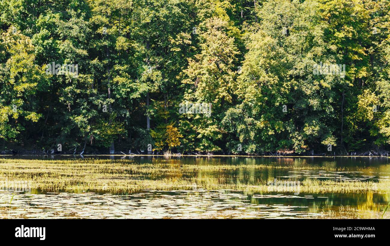 Landscape with trees and lake Stock Photo - Alamy