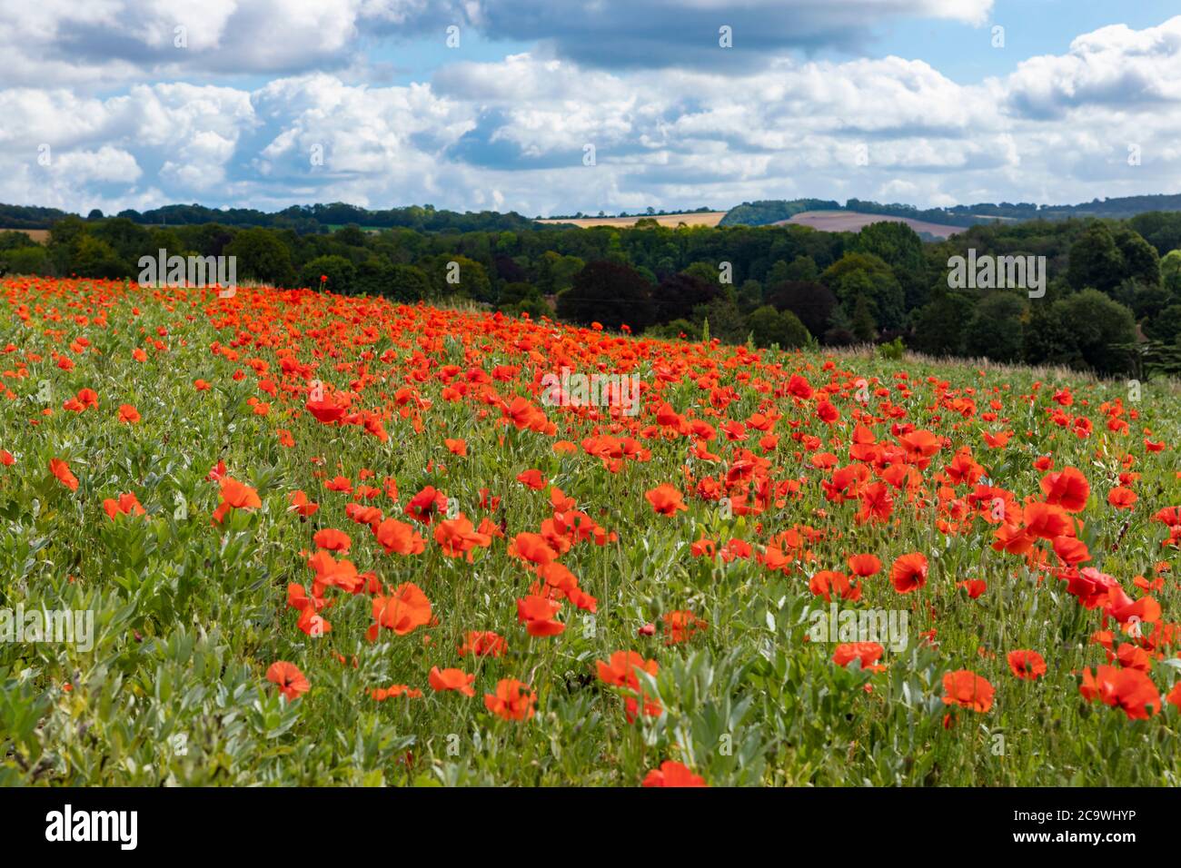 Slope covered in red corn poppies growing wild in amongst a pea crop ...