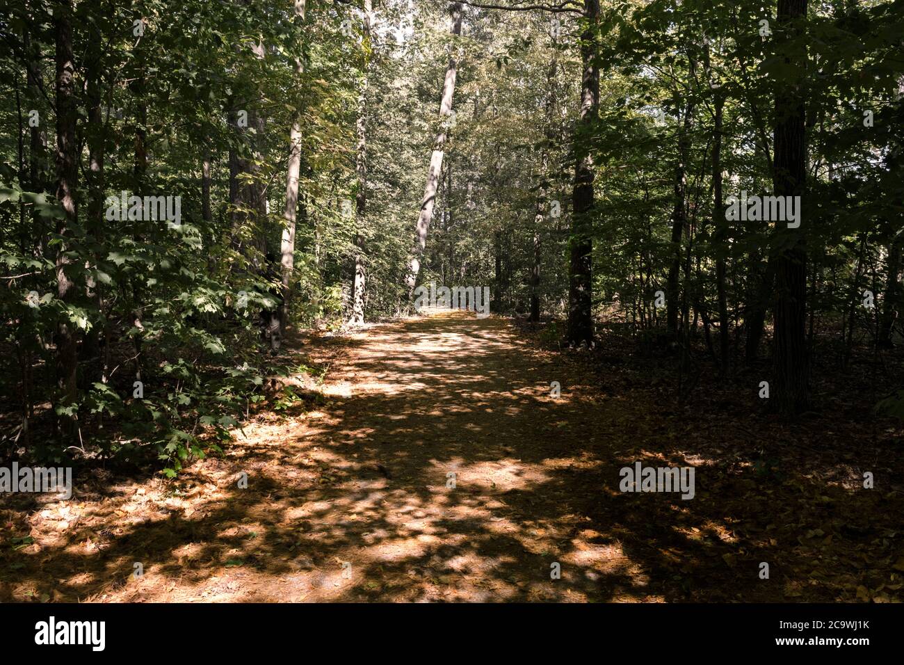 Inviting remote trail with trees to explore nature, hard light Stock ...
