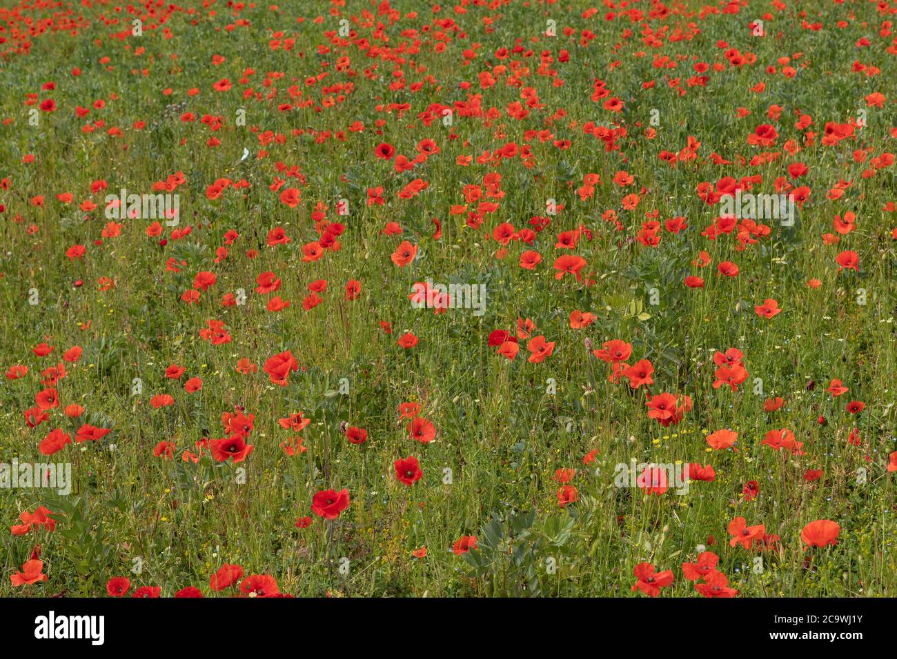 Slope covered in red corn poppies growing wild in amongst a pea crop ...