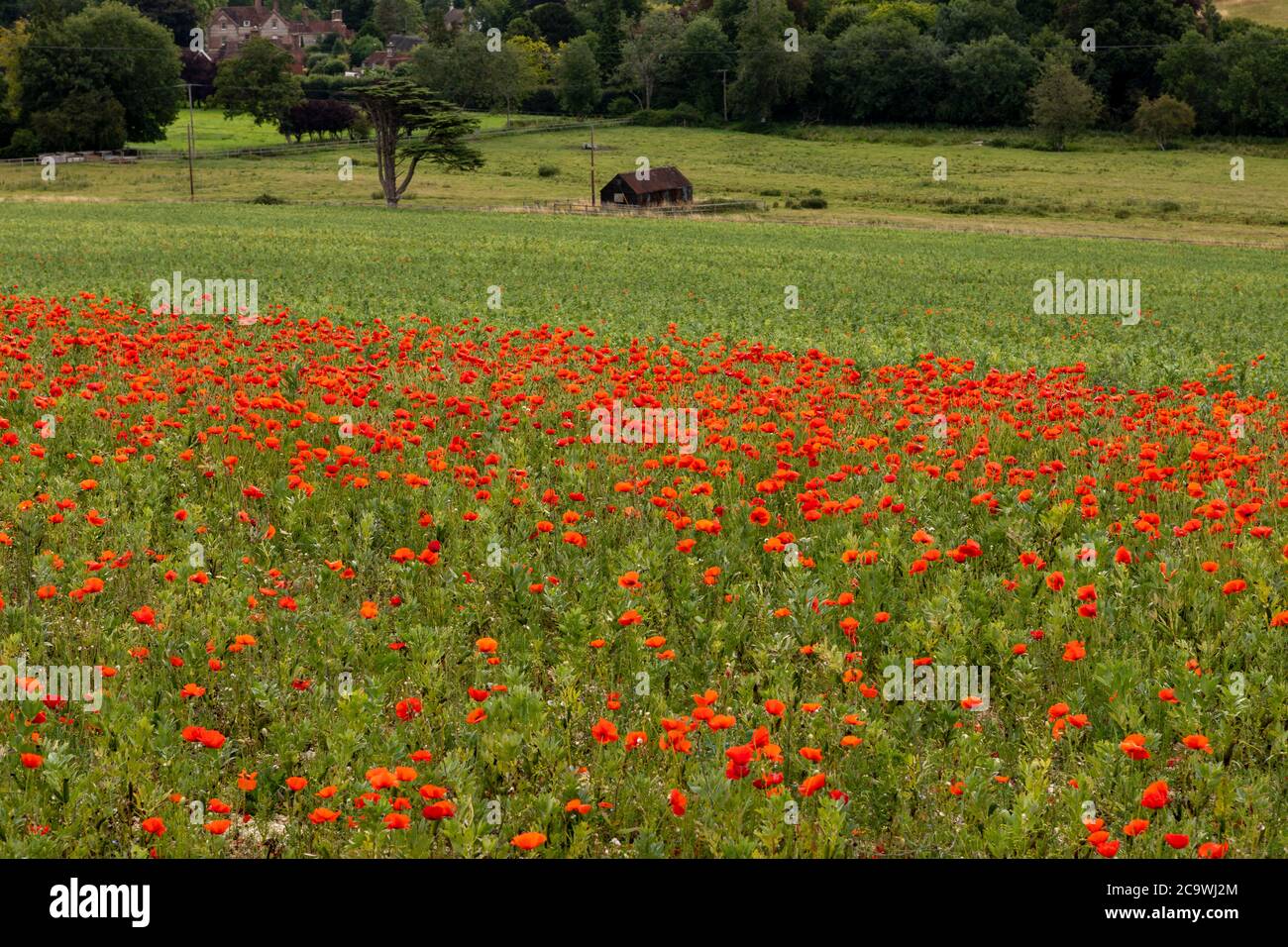 Slope covered in red corn poppies growing wild in amongst a pea crop ...