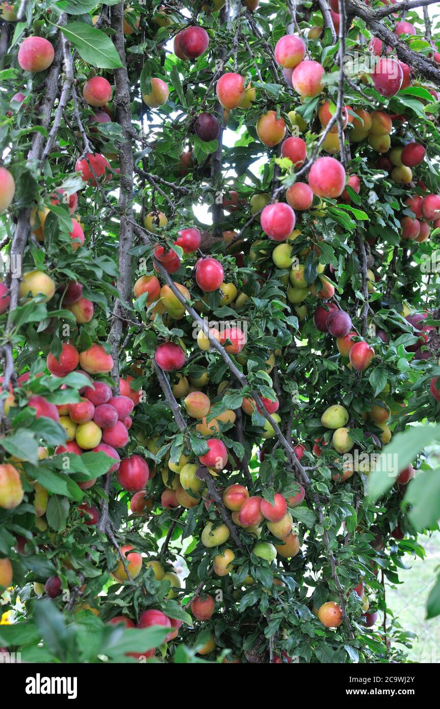 Cherry plum tree hi-res stock photography and images - Alamy