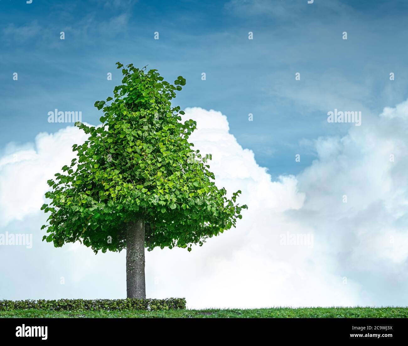 Single green tree is at cloud background Stock Photo - Alamy