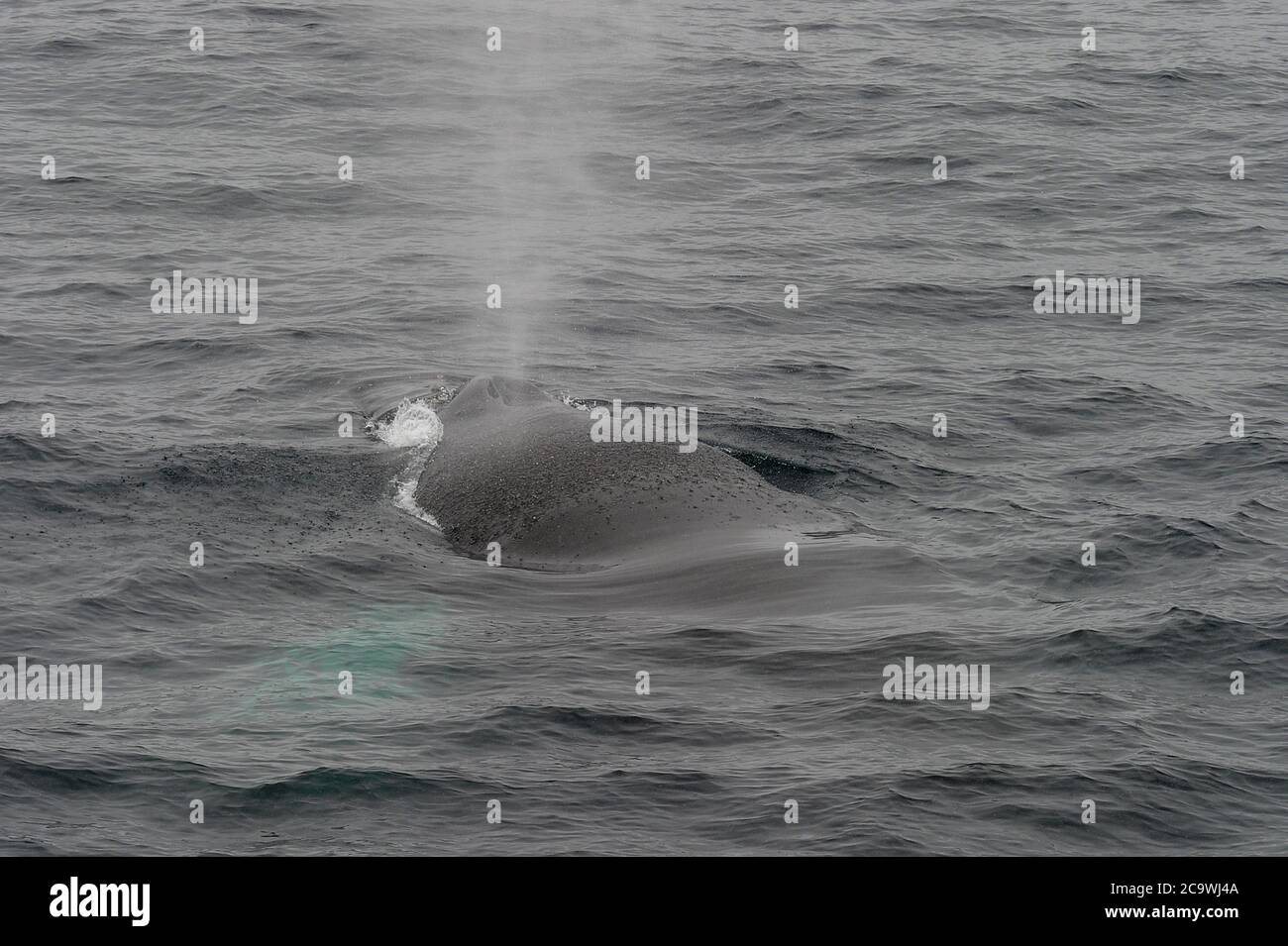 The humpback whale (Megaptera novaeangliae Stock Photo - Alamy