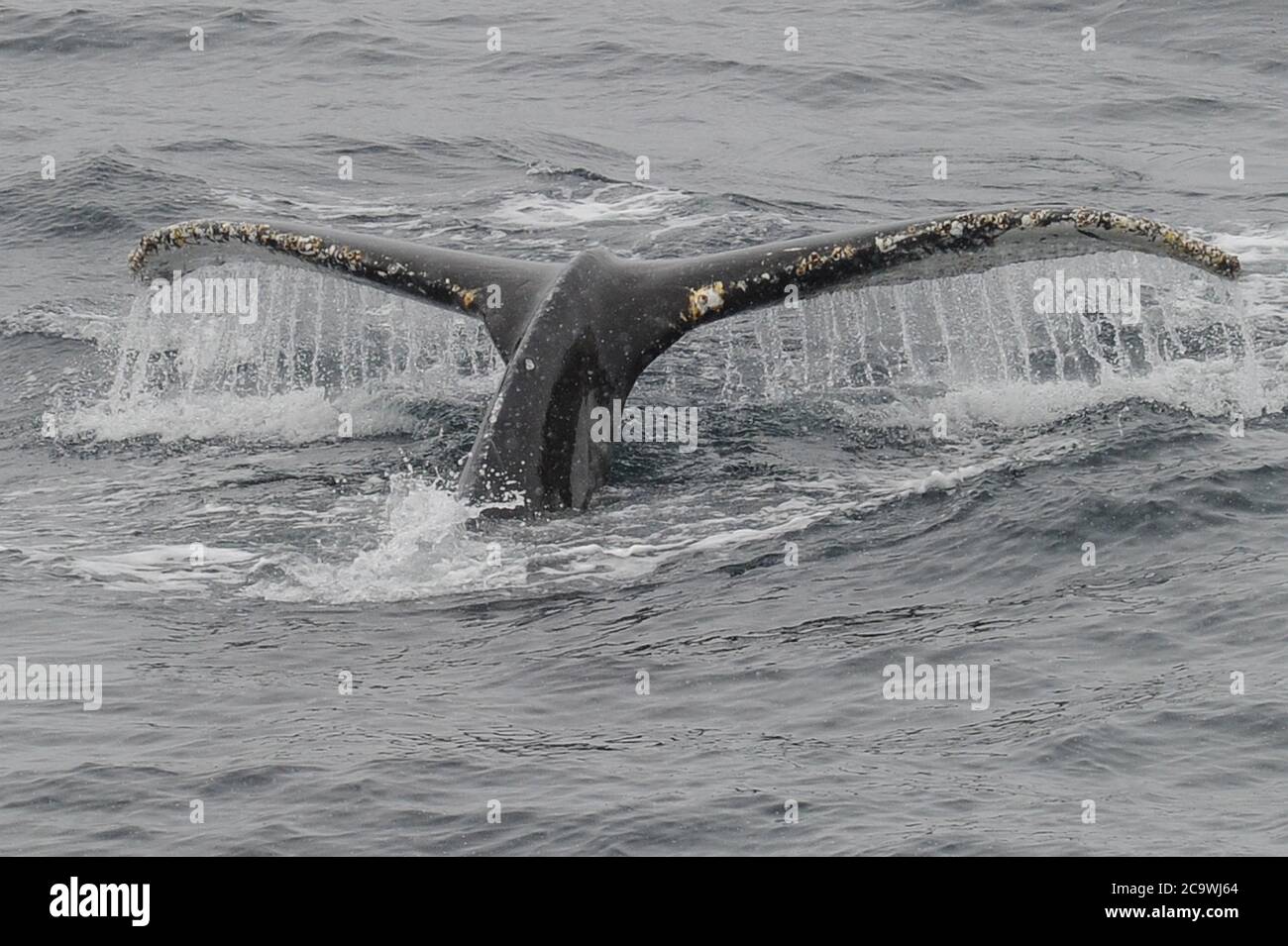 The humpback whale (Megaptera novaeangliae Stock Photo - Alamy