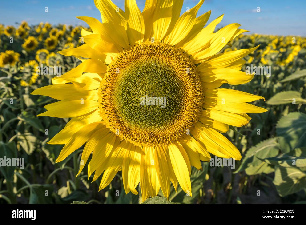 Bright yellow sunflowers in full bloom in garden for oil improves skin ...