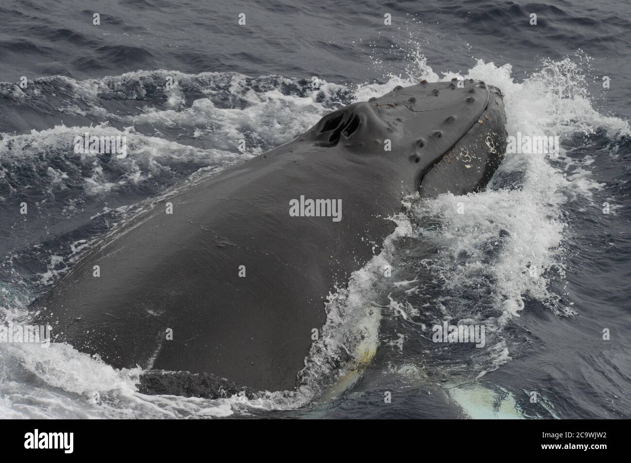 The humpback whale (Megaptera novaeangliae Stock Photo - Alamy