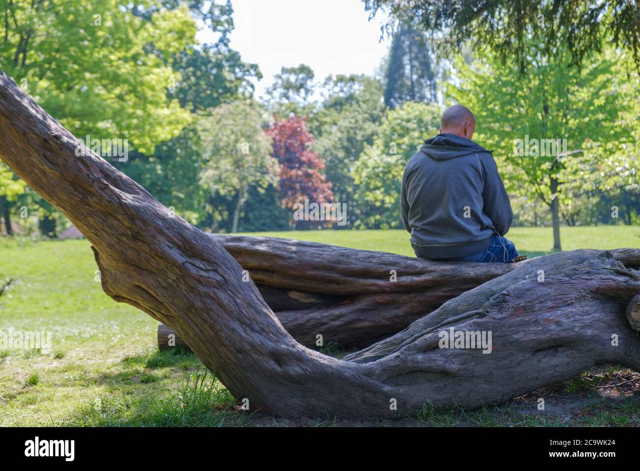 Back view of man sitting on tree log with park land and trees in front ...
