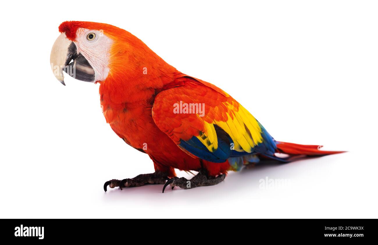Parrot on palm tree Cut Out Stock Images & Pictures - Alamy