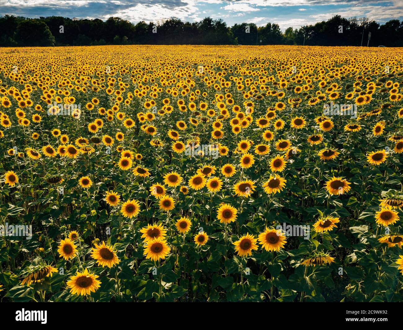 Field of sunflowers at summer day, aerial view Stock Photo - Alamy