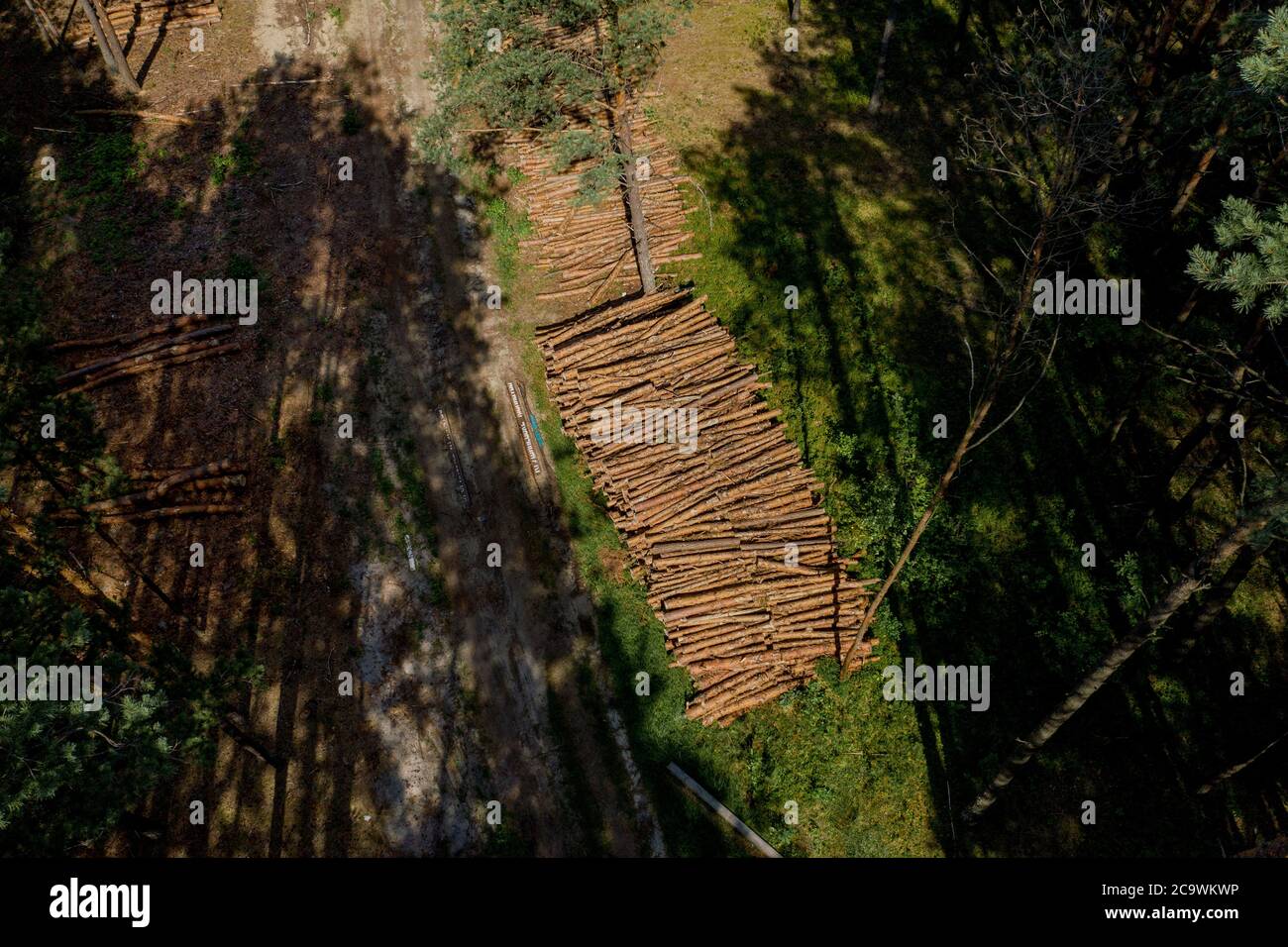 Stacked tree logs of pine wood in forest. Forest felling. Timber ...