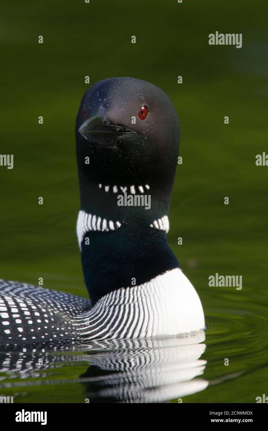 Common Loon Portrait Stock Photo - Alamy
