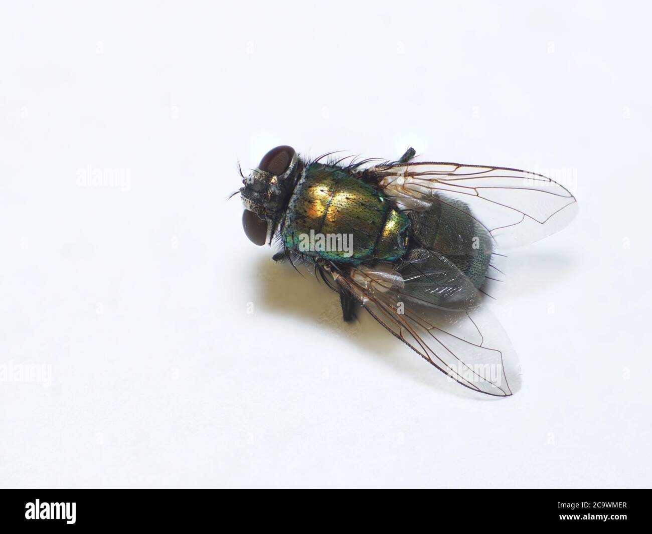 Low angle macro of a common house fly Stock Photo - Alamy