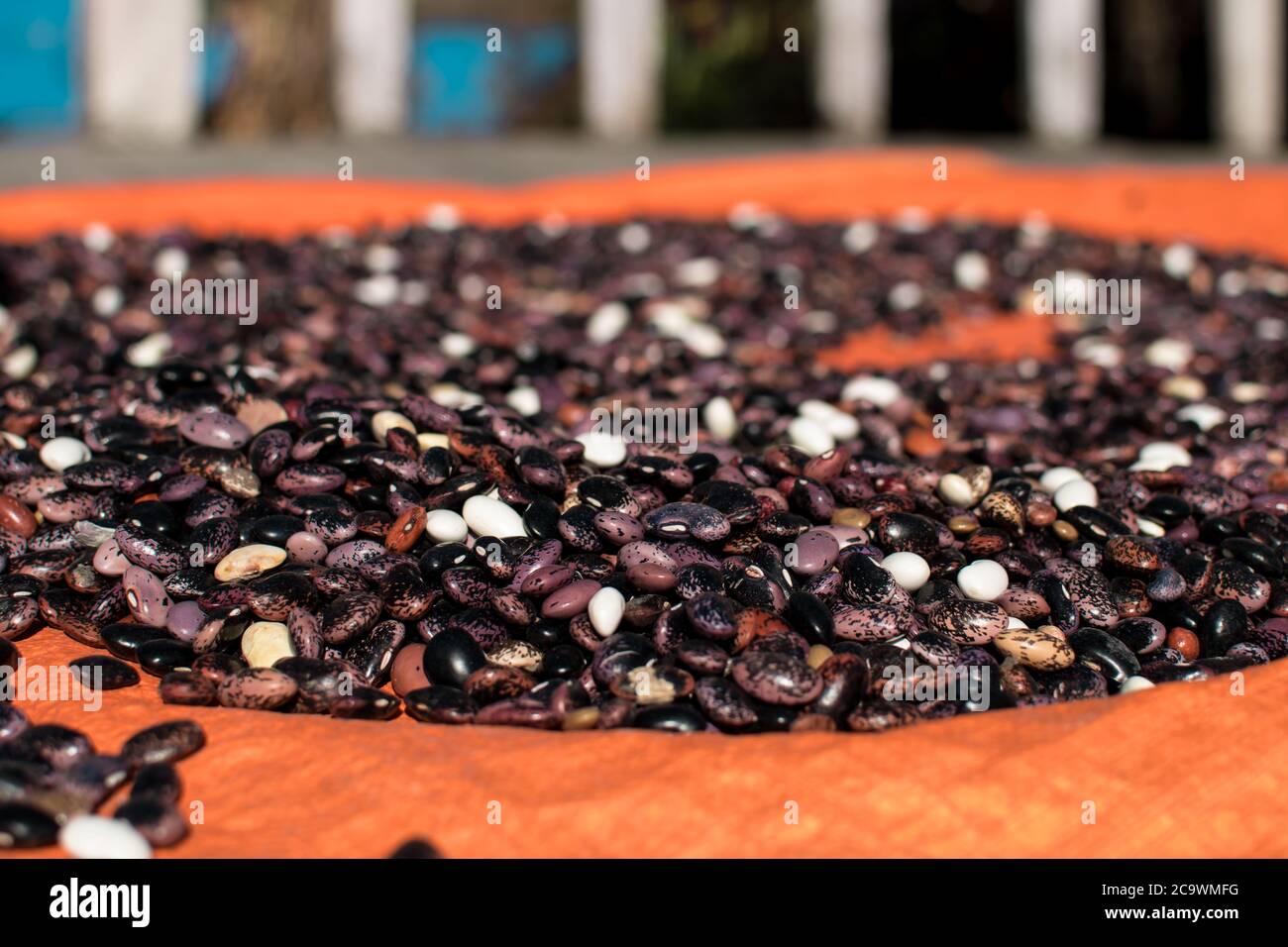 Assortment of colorful beans being dried in the sun on an orange tarp ...