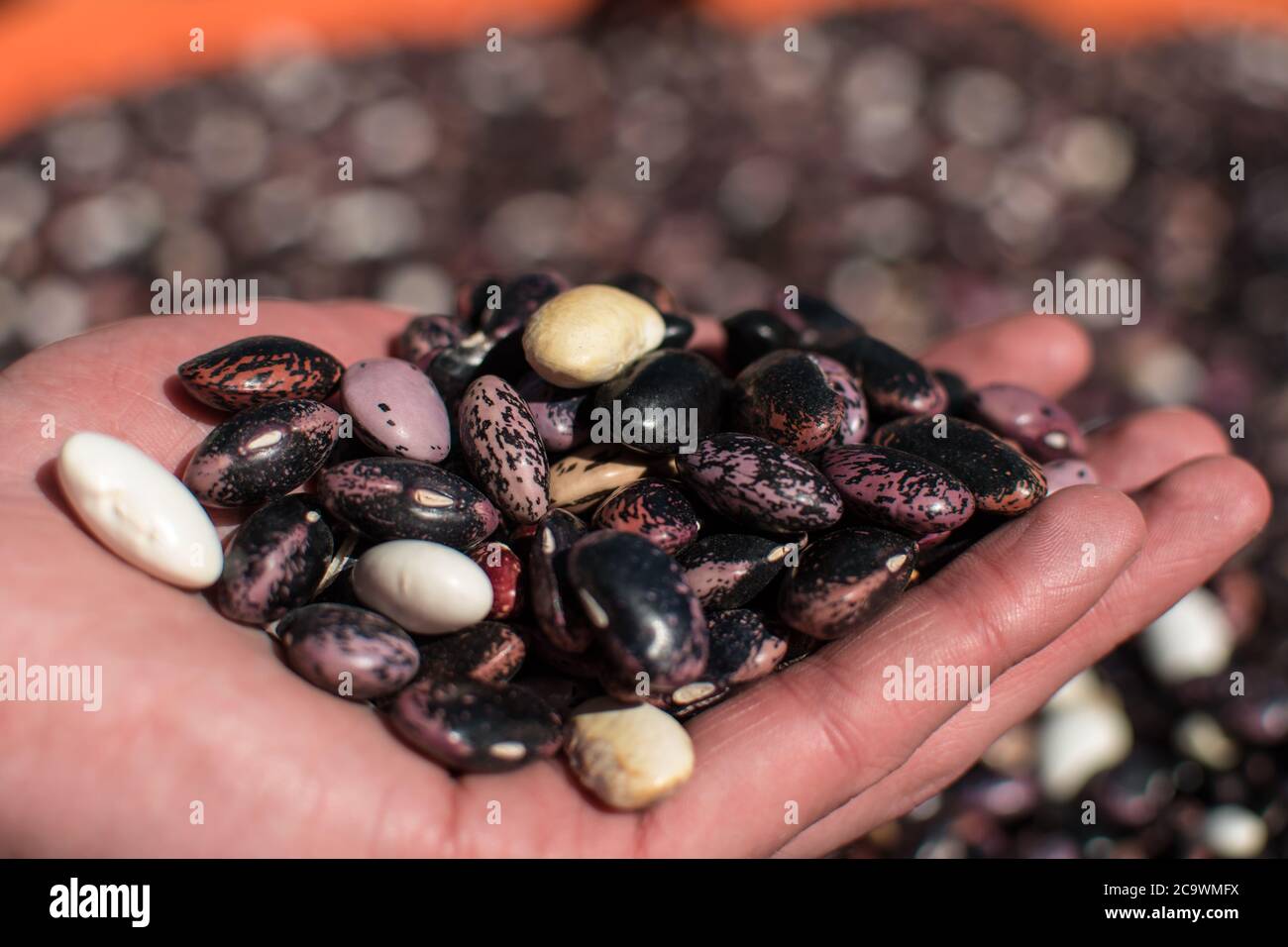 Dry dried bean beans legumes hi-res stock photography and images - Alamy