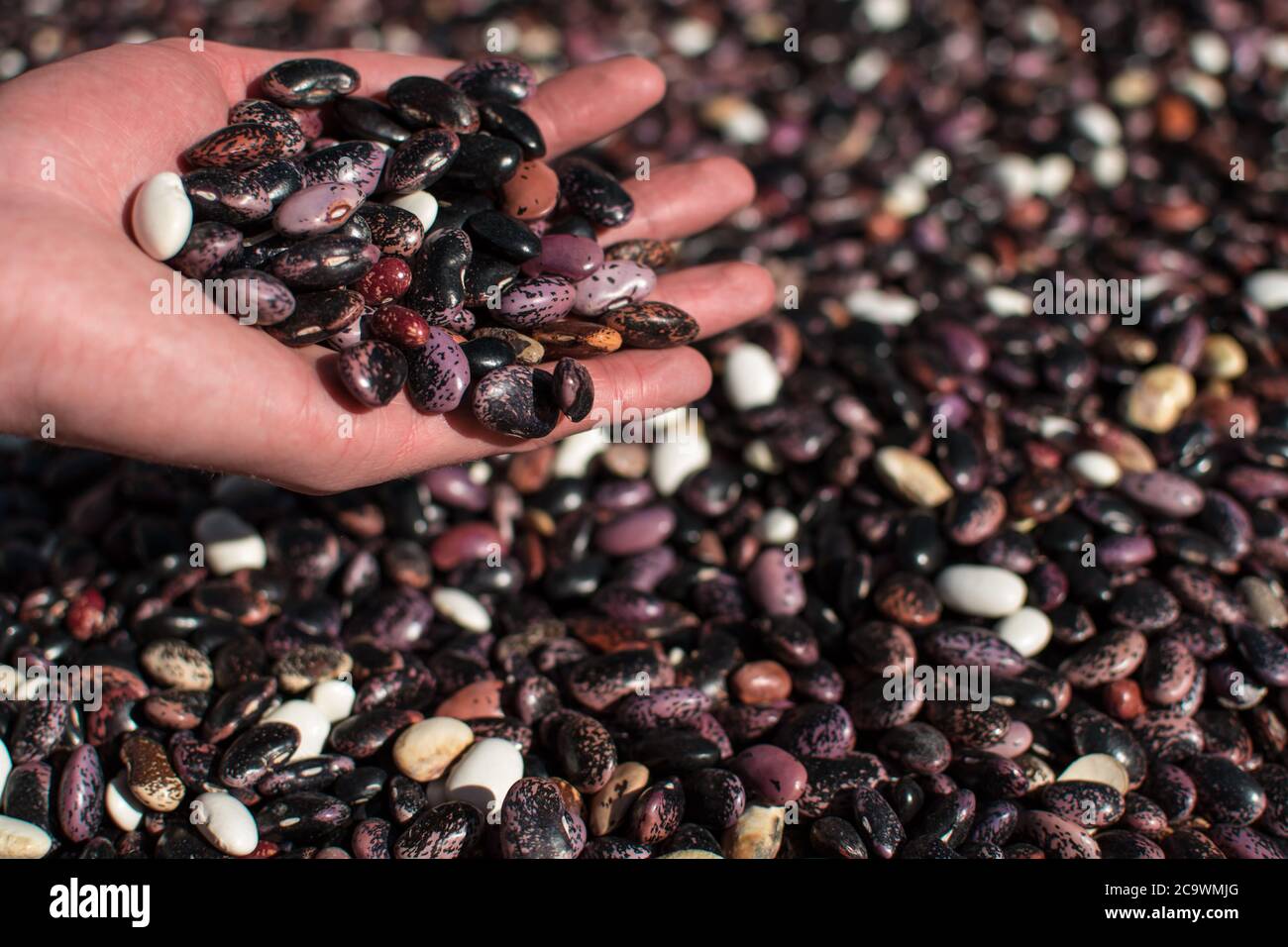 Hand pouring dried colorful beans through fingers onto more beans in ...