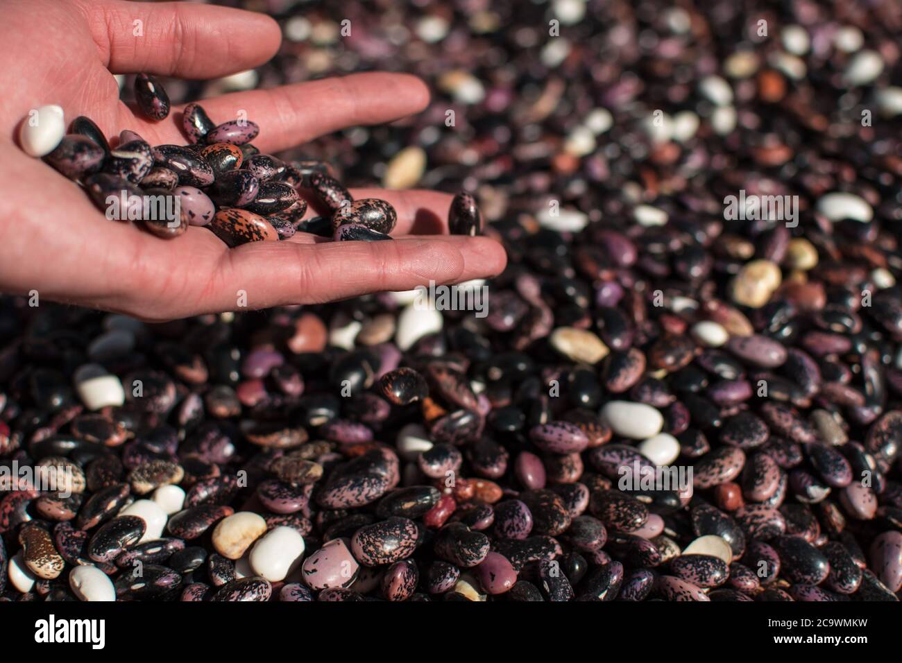 Hand pouring dried colorful beans through fingers onto more beans in ...