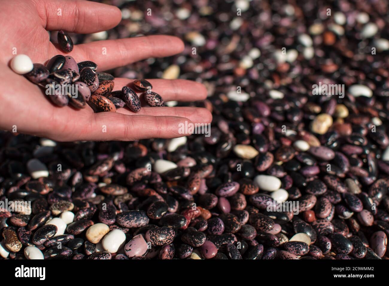Hand pouring dried colorful beans through fingers onto more beans in ...