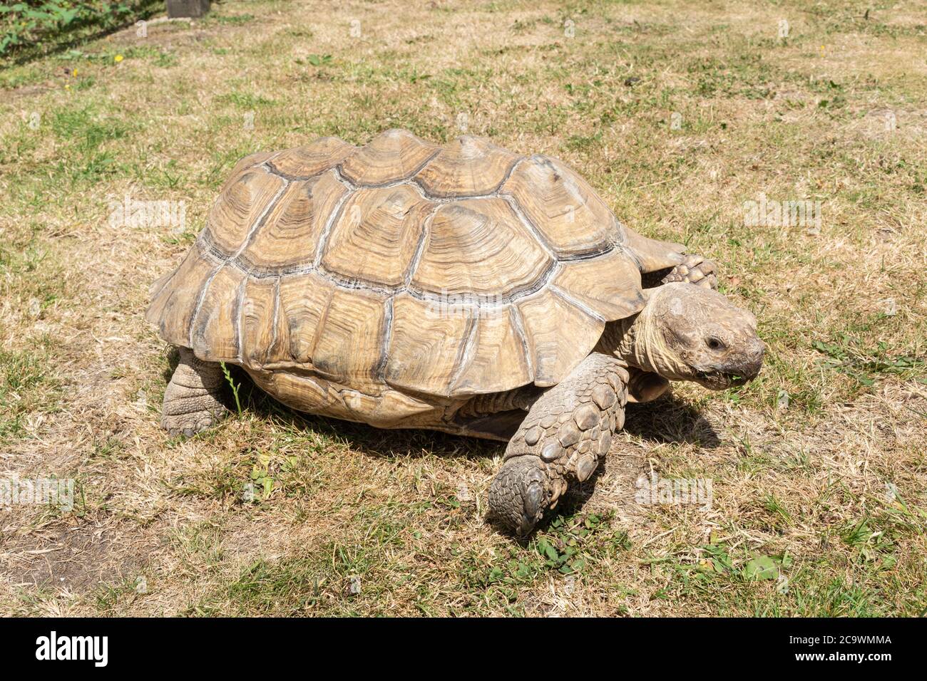 Big Sulcata Tortoise