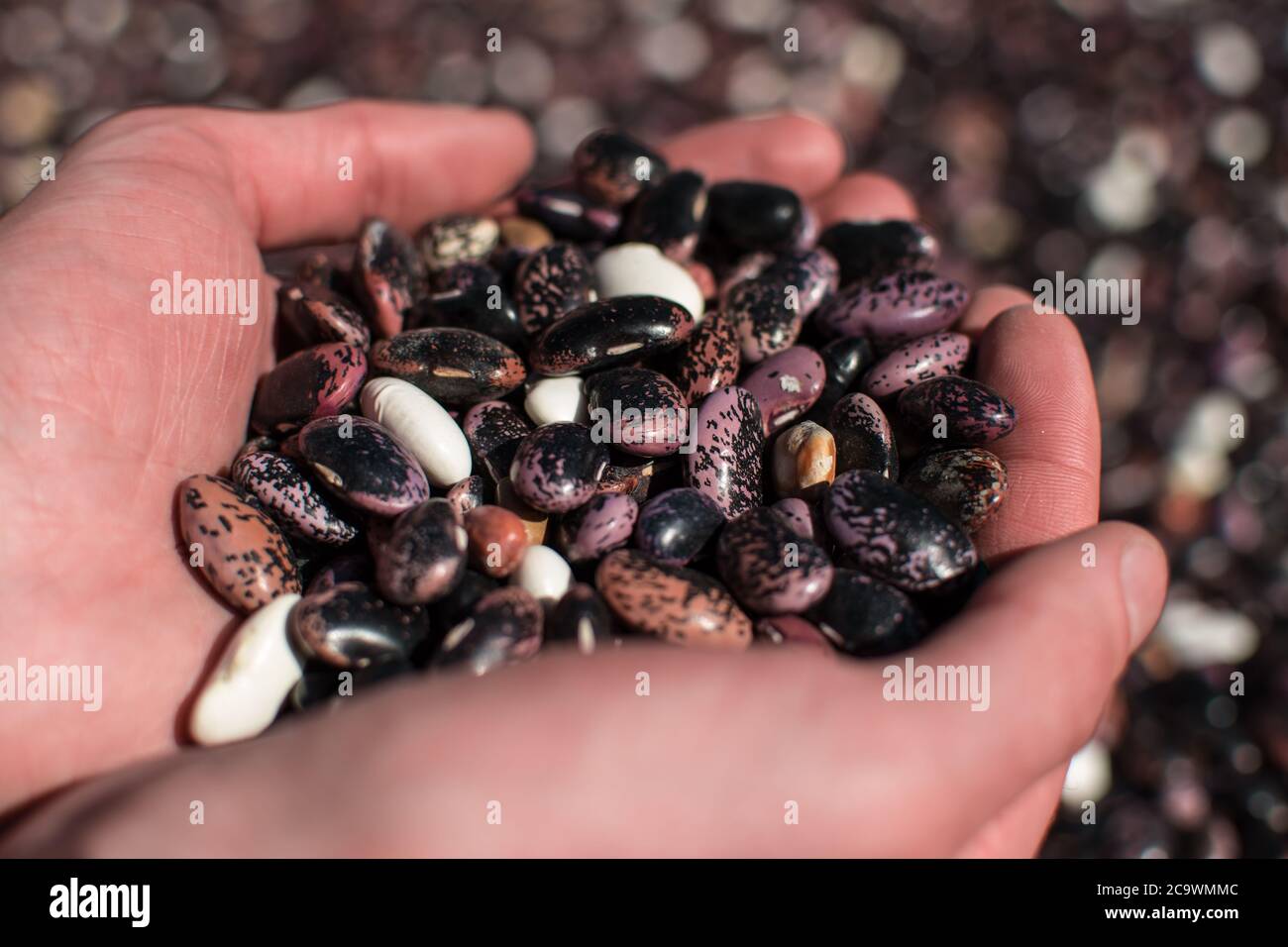 Two hands palming an assortment of colorful dried beans Stock Photo - Alamy