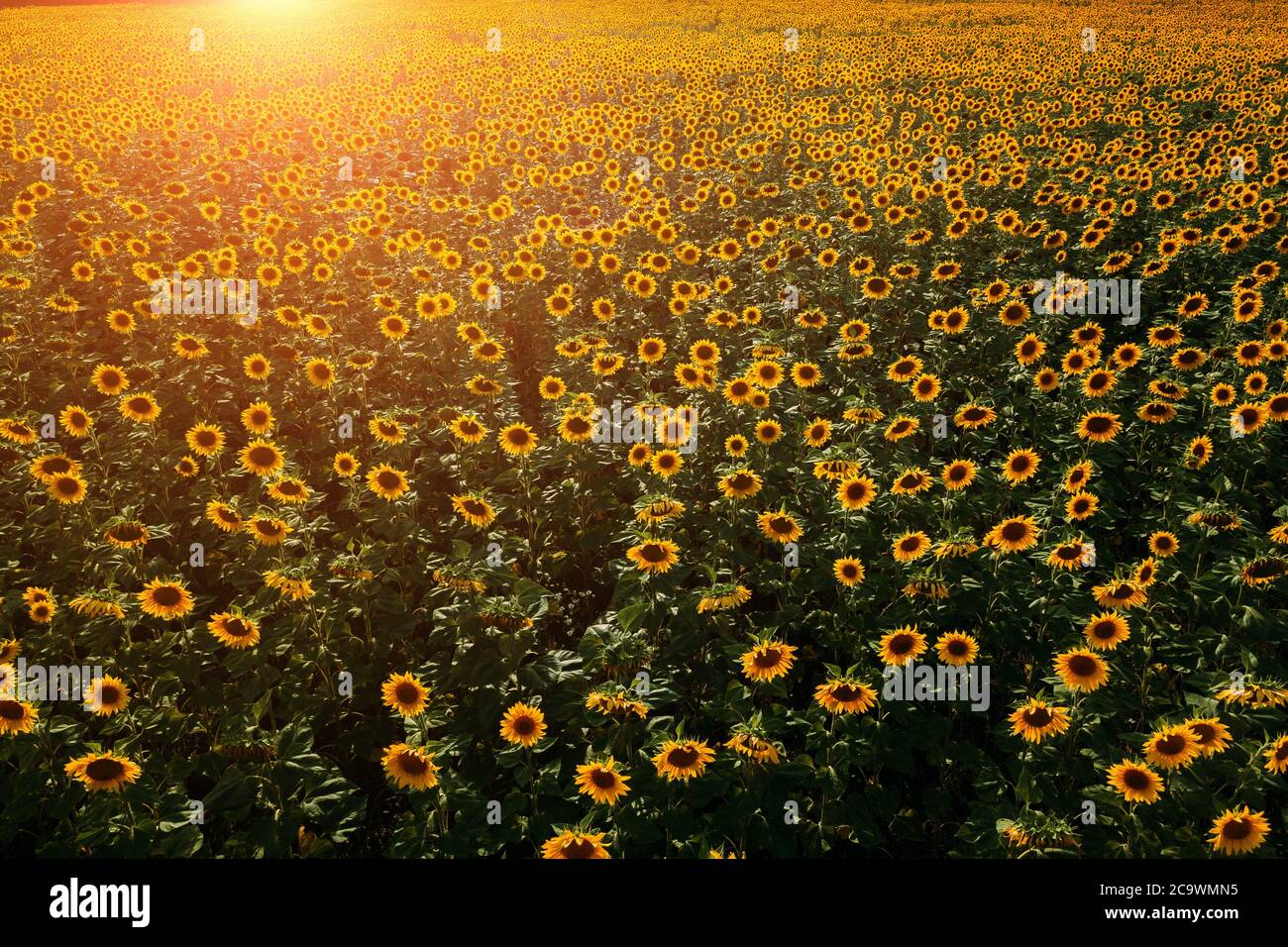 Aerial sunflower farm bright yellow hi-res stock photography and images ...