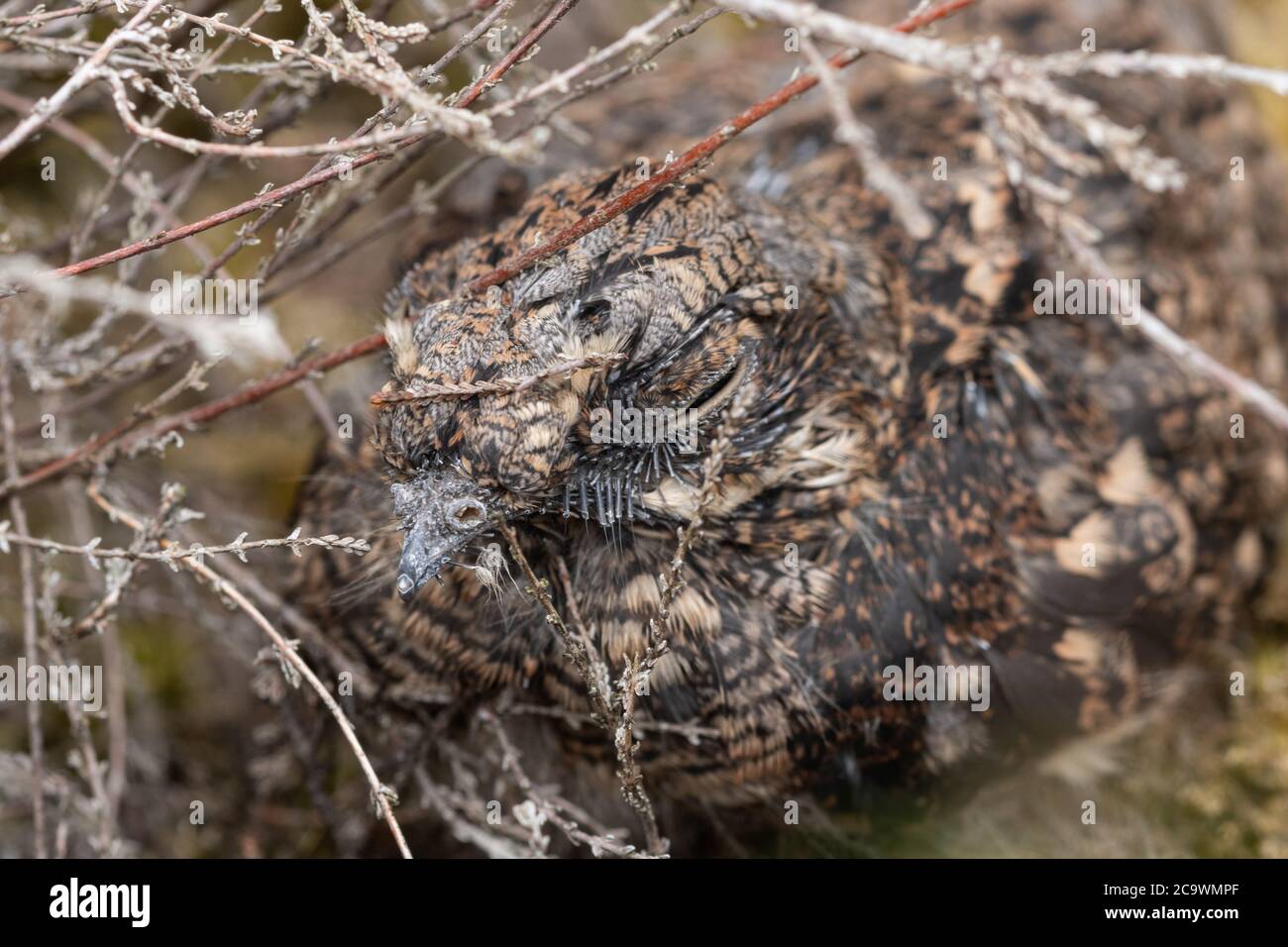 Nightjar chick (Caprimulgus europaeus), a rare crepuscular and ...