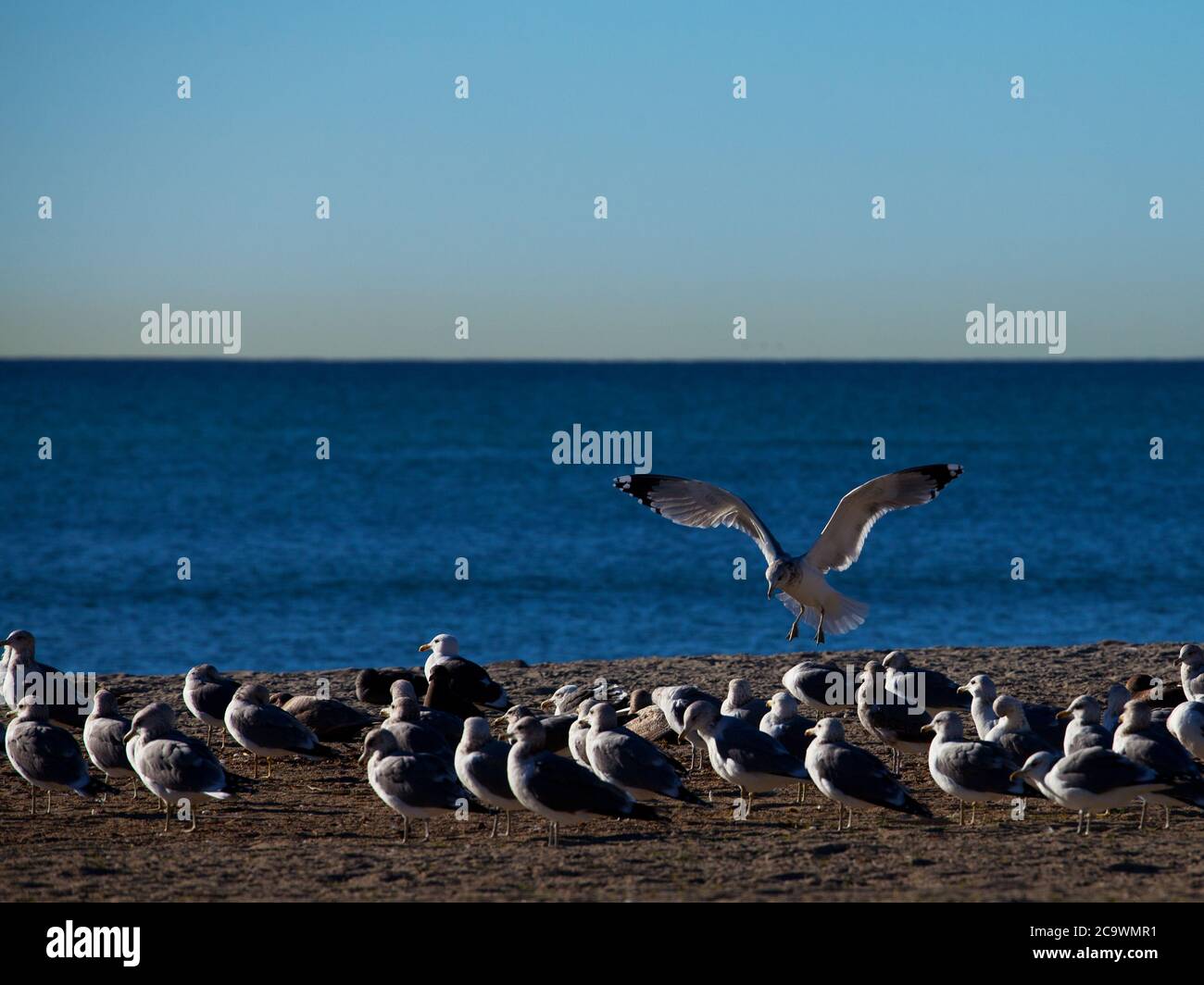 Flock of gulls hi-res stock photography and images - Alamy