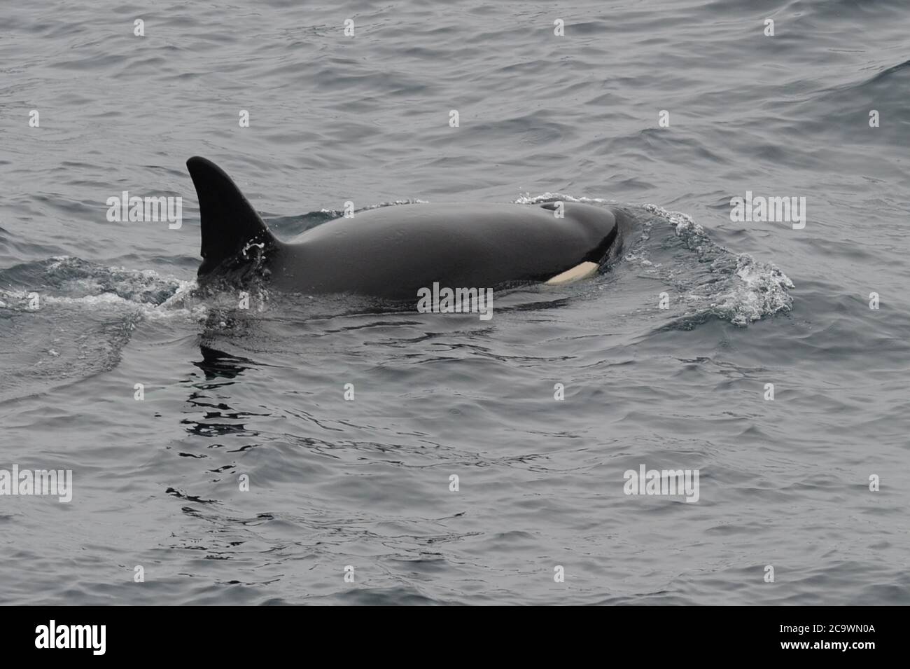 Killer whale pod jump hi-res stock photography and images - Alamy
