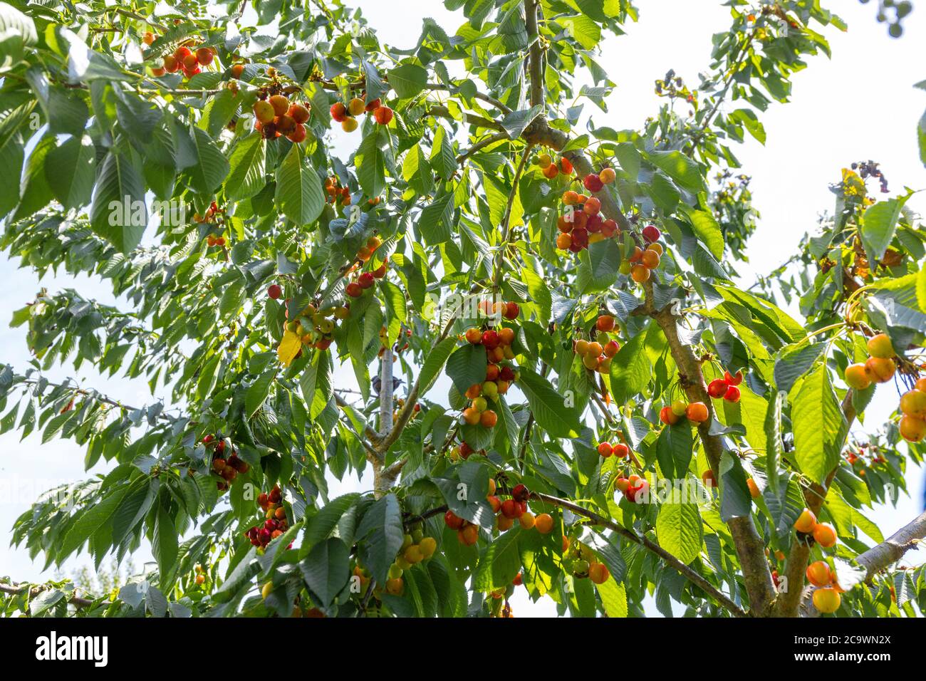 Cherry tree fruit hi-res stock photography and images - Alamy