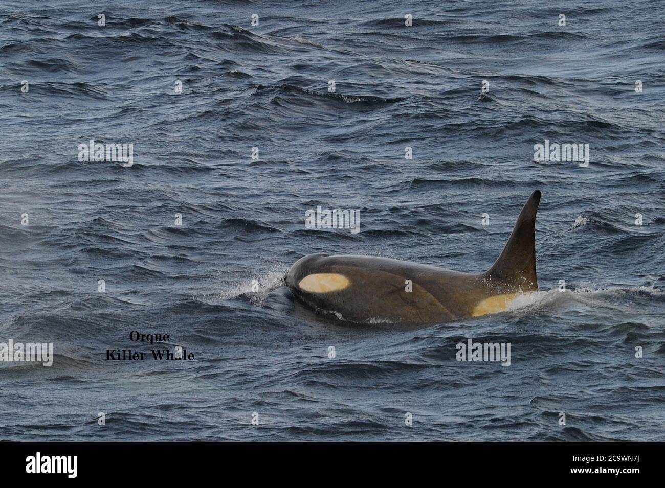 Killer whale pod jump hi-res stock photography and images - Alamy