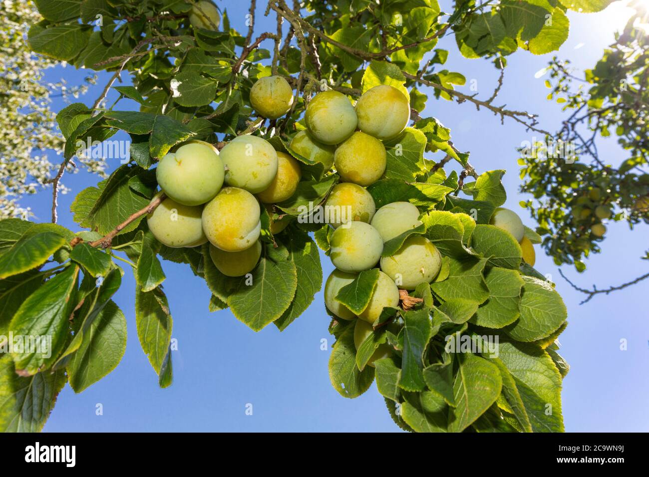 Best Time To Plant A Greengage Tree at Martin Loya blog