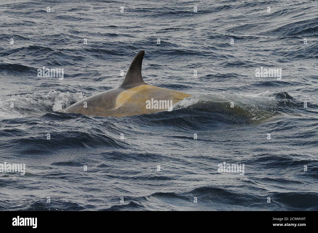 Orcinus orca arctic hi-res stock photography and images - Alamy