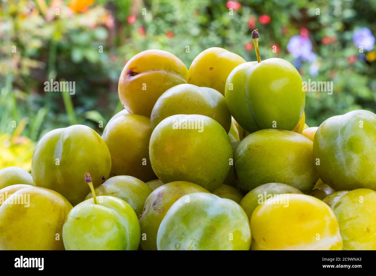 Greengage plum hi-res stock photography and images - Alamy