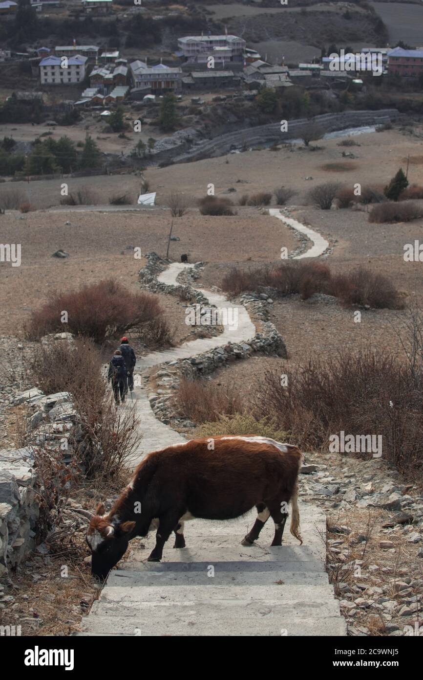 Cow blocking stairs between Upper and Lower Pisang, trekking Annapurna ...