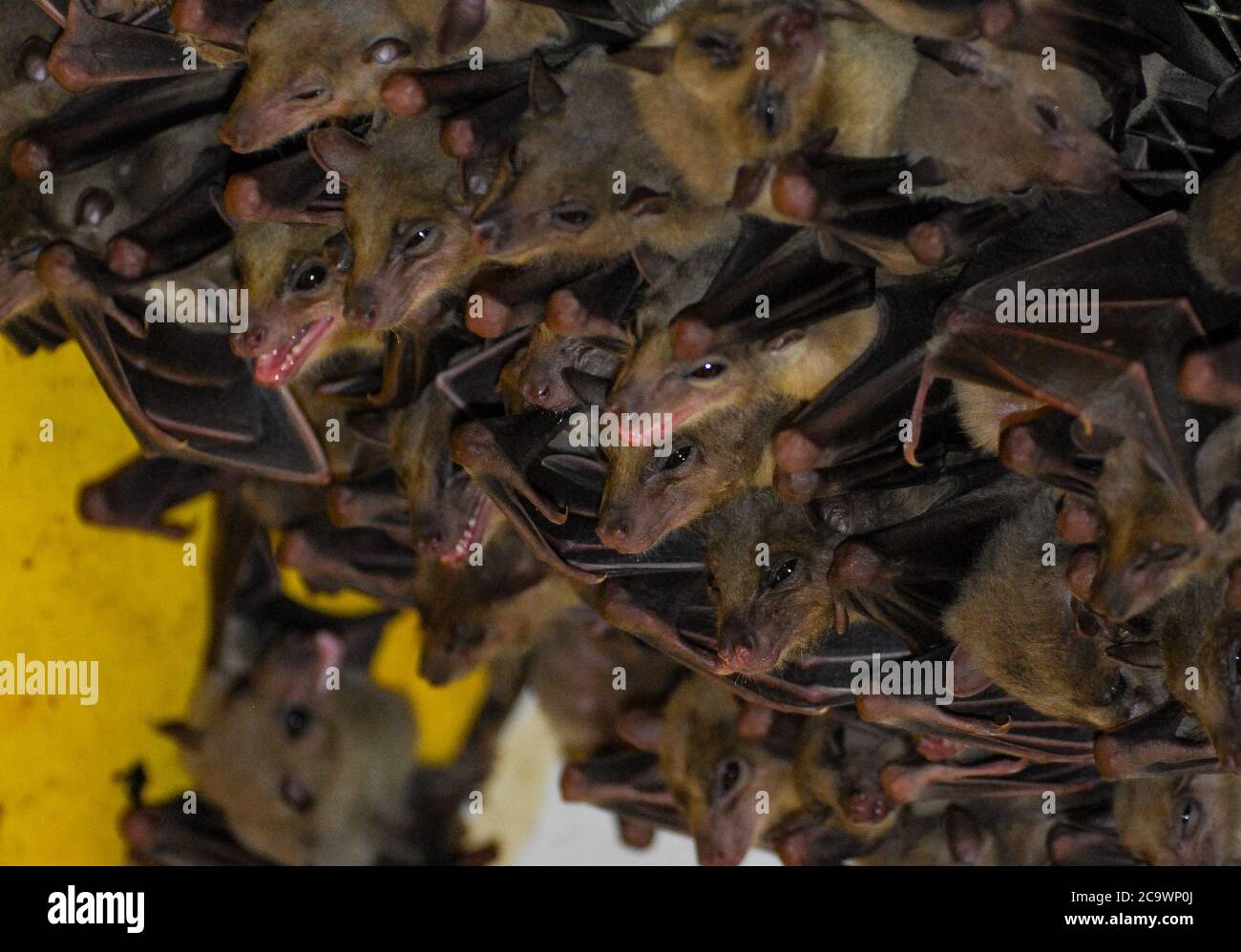Colony of bats Stock Photo - Alamy