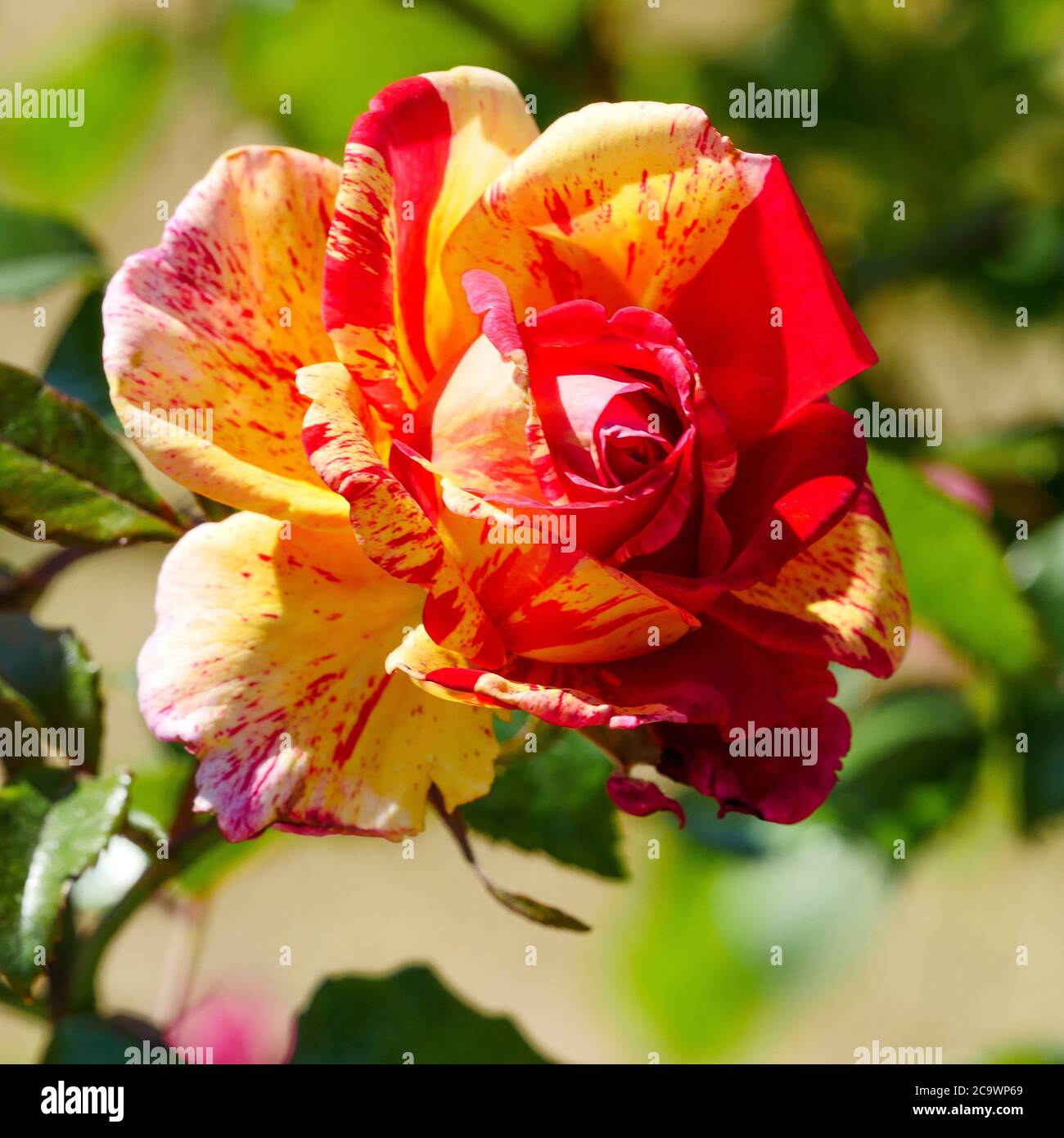 Rose in the rose garden, Hanging gardens, Sainte-Adresse fortress ...